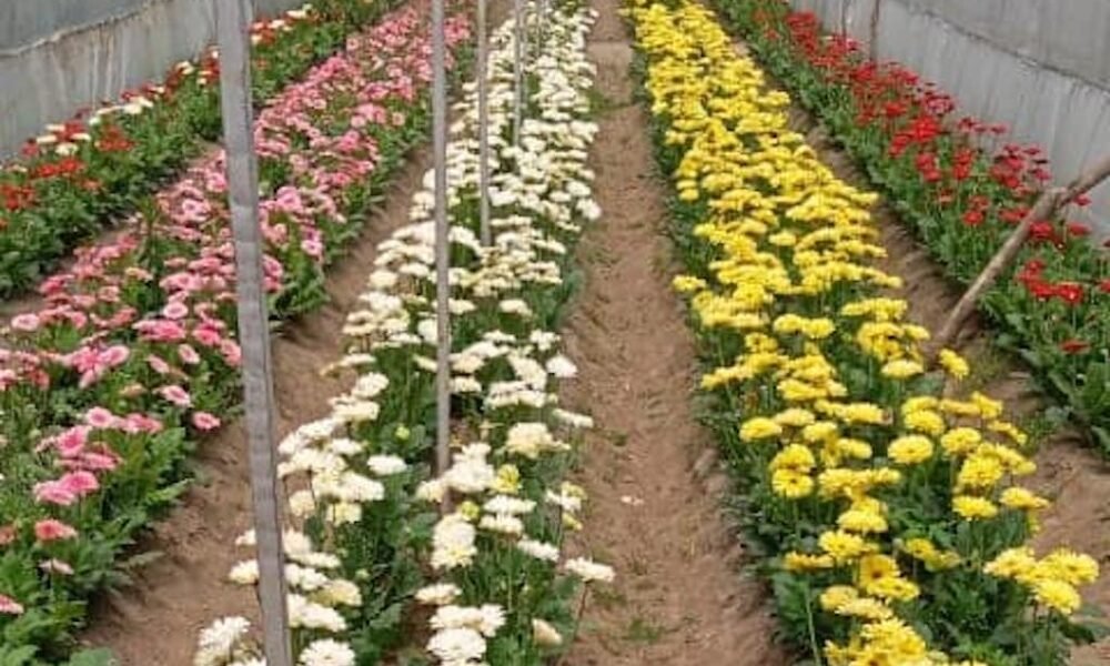 Floriculture Startups: Let's revive the fragrance of Kashmir - BUSINESS ...